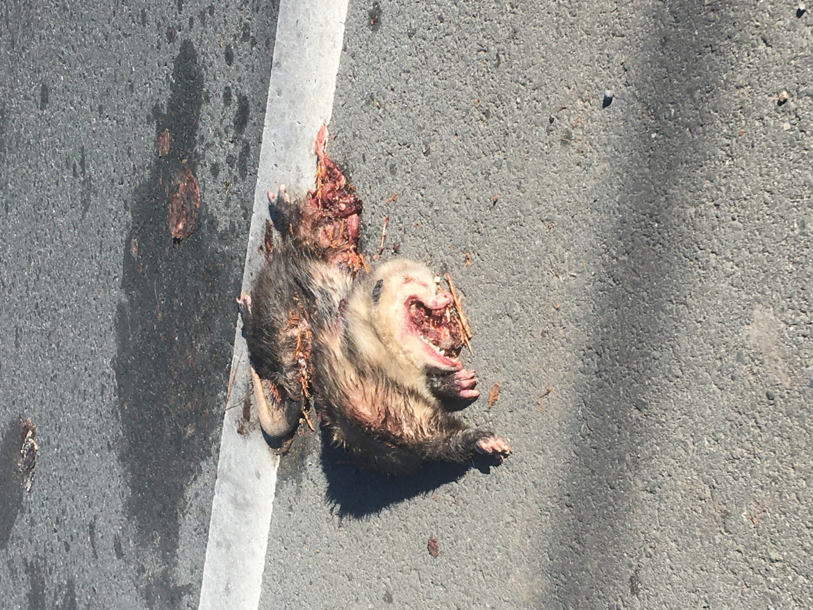 Image Gallery | CROS